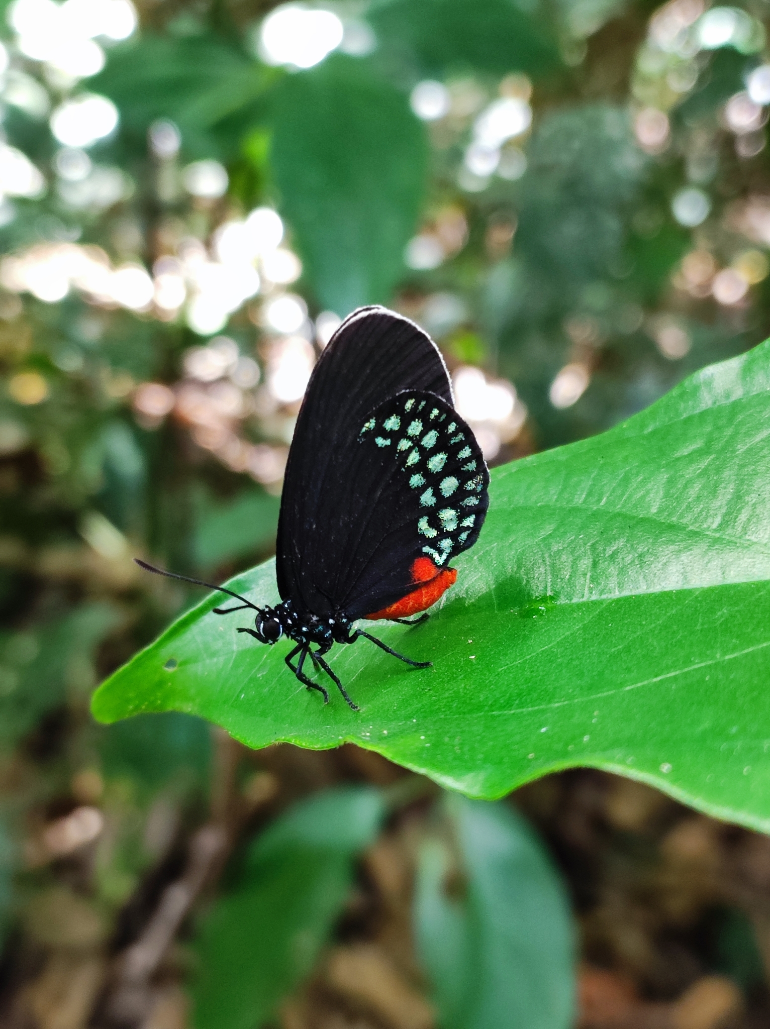 Eumaeus toxea (Godart, 1823)