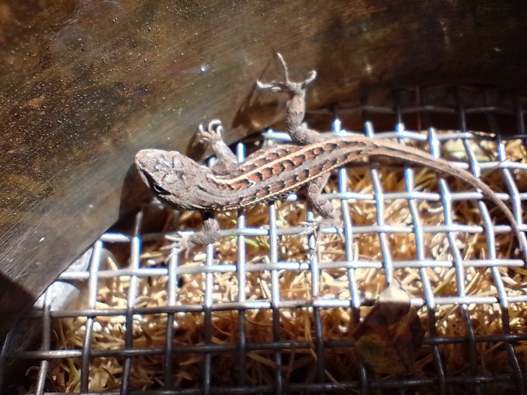 Trans Volcanic Bunchgrass Lizard from Calpulalpan, Tlax., México on ...