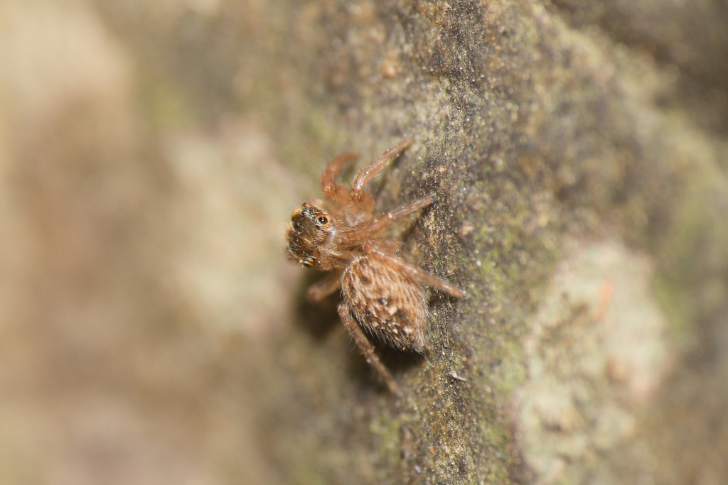 Burmattus from TuenMun-PAHE on March 21, 2023 at 10:51 AM by PK Yeung ...