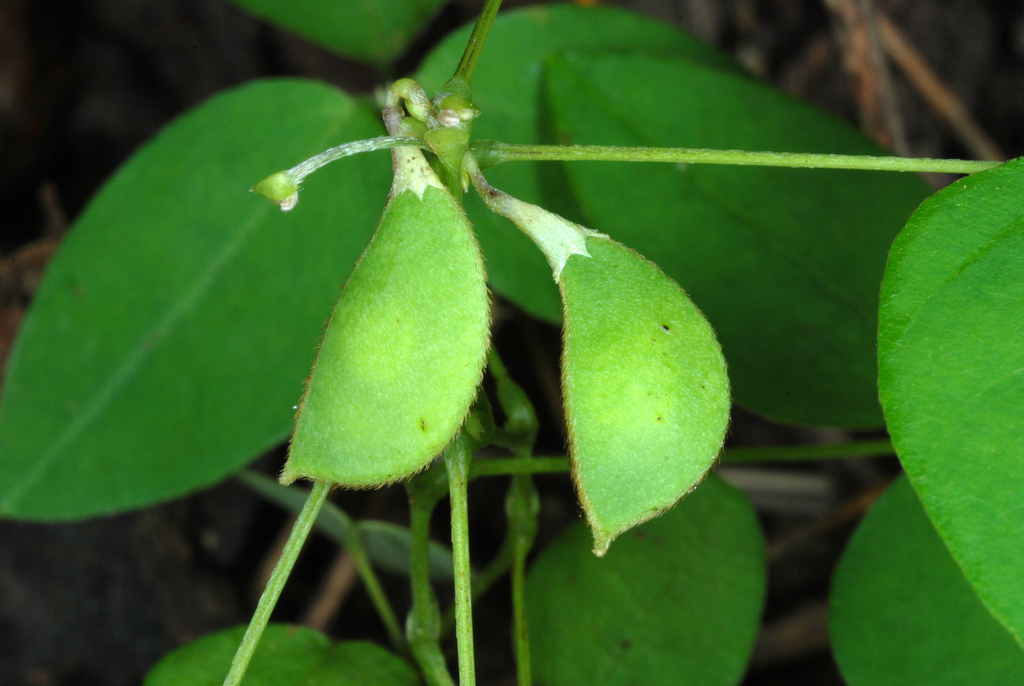 American hog-peanut (Amphicarpaea bracteata) - Botanical Realm