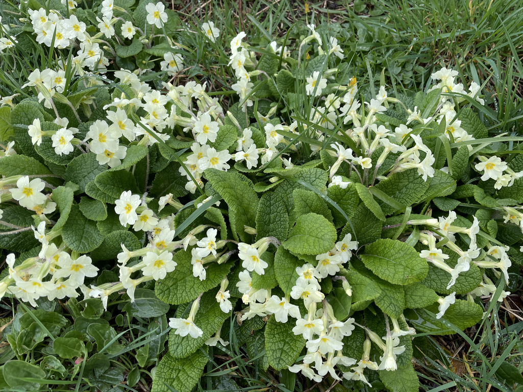Primrose from Cornwall, UK on March 23, 2023 at 04:19 PM by ...