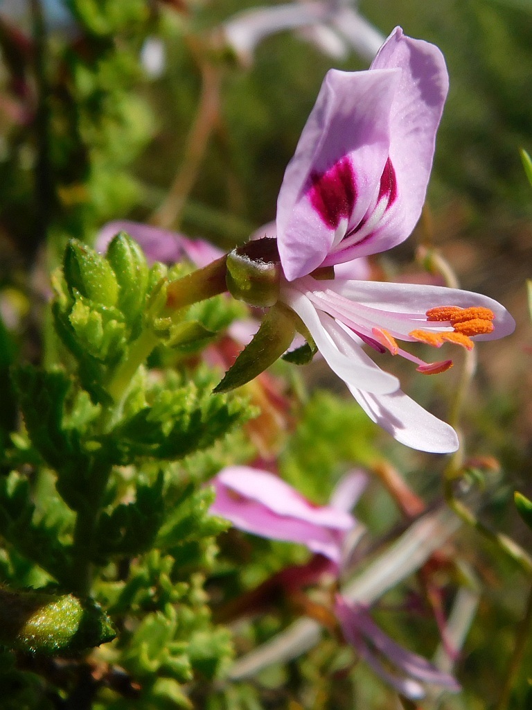 Lemon-scented Geranium from Genadendal, 7234, South Africa on September ...