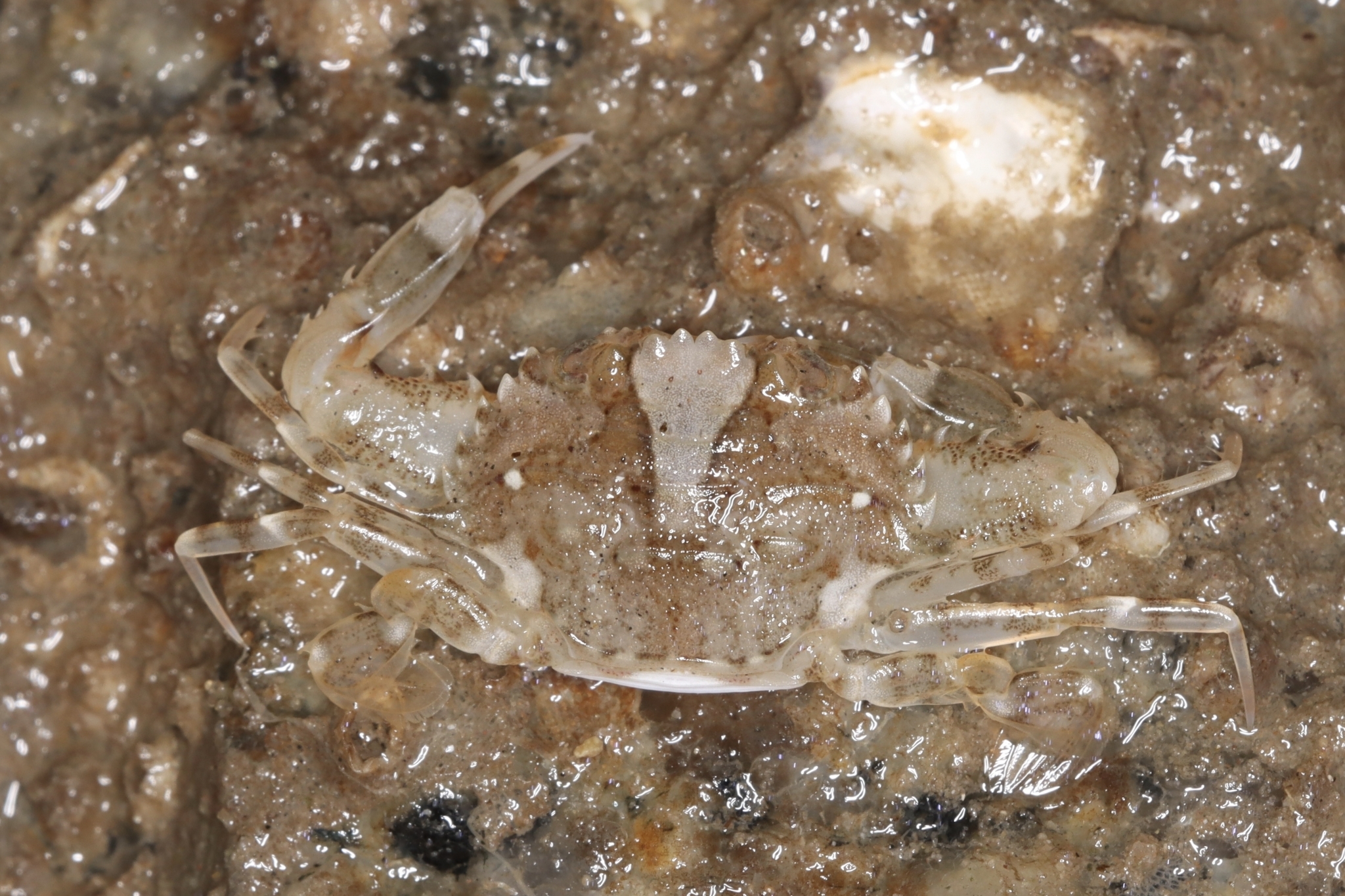Charybdis variegata (Fabricius, 1798)