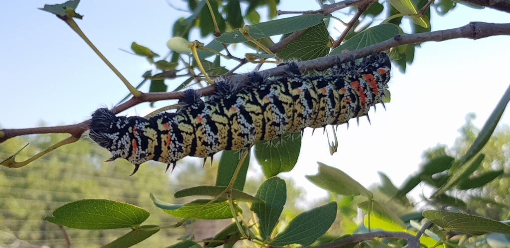 Mopane Worm from Musina Local Municipality, South Africa on March 20 ...