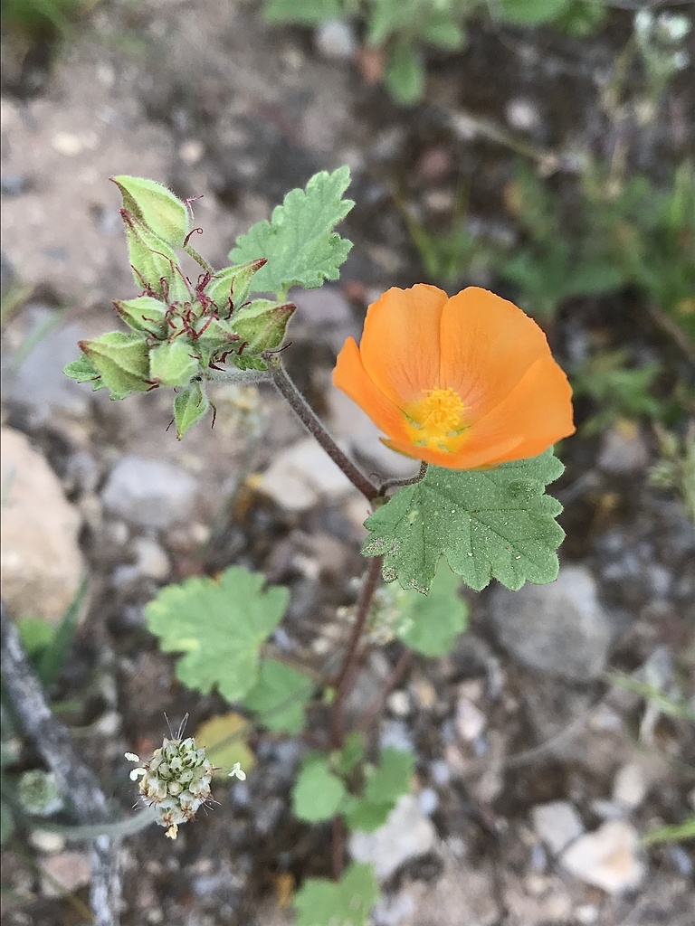 Coulter's globemallow from Organ Pipe Cactus National Monument, Ajo, AZ ...