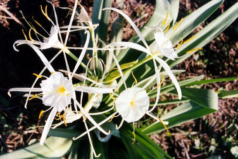 woodland spider-lily (Hymenocallis occidentalis) - Botanical Realm