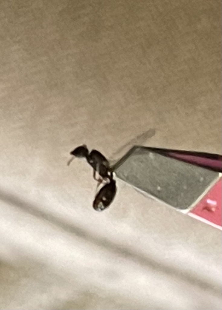 Ants from Windy Hill Dr, Fenton, MI, US on March 23, 2023 at 01:36 PM ...