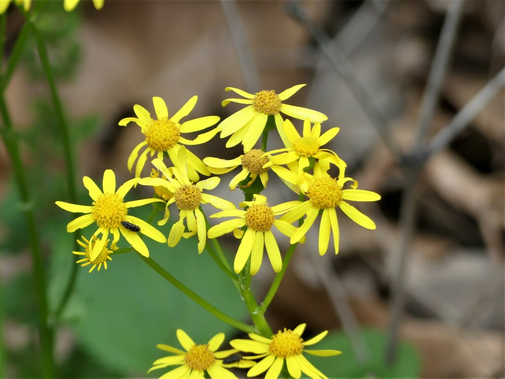 roundleaf ragwort from Garland, TX, USA on March 22, 2023 at 03:07 PM ...