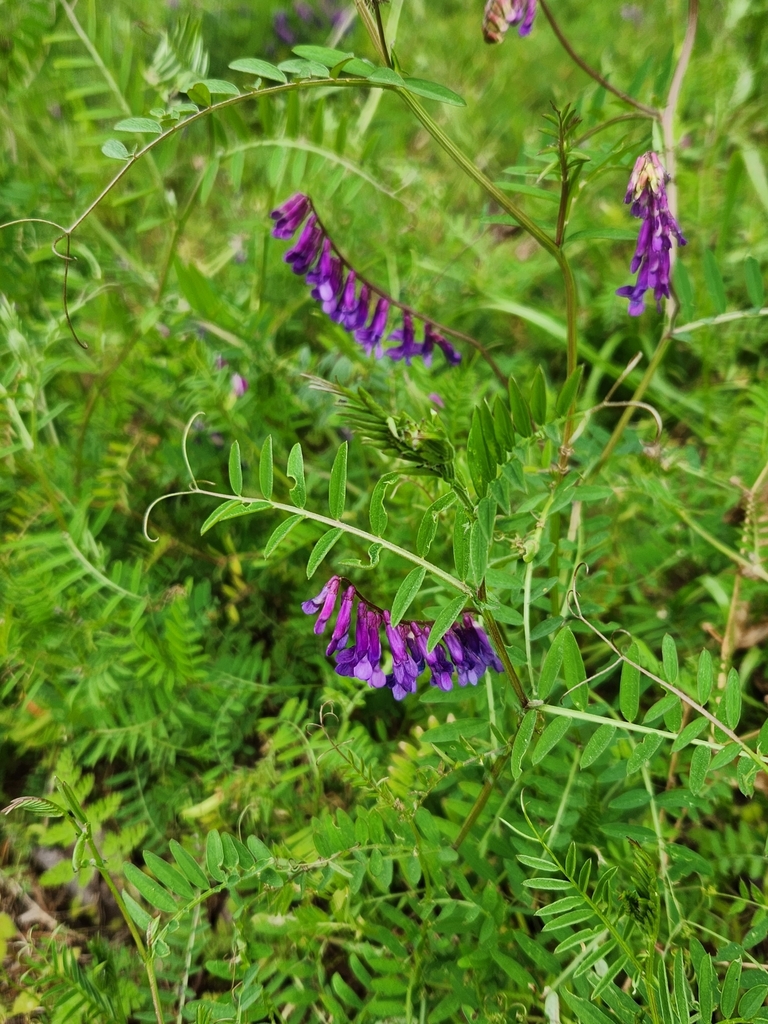 hairy vetch from Beaufort County, NC, USA on March 22, 2023 at 03:48 PM ...