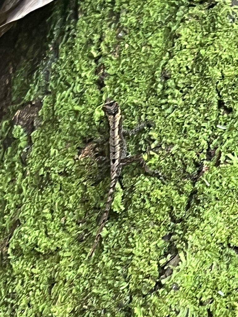 Humble Anole from Str, Sarapiqui, Heredia, CR on March 23, 2023 at 11: ...