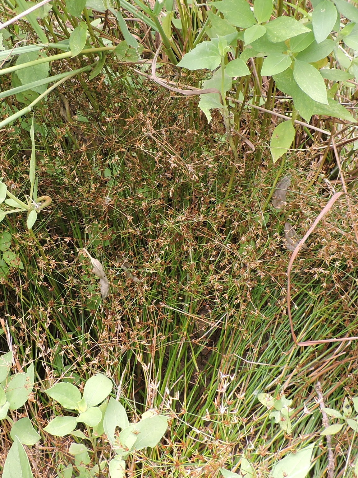 Juncus Diffusissimus
