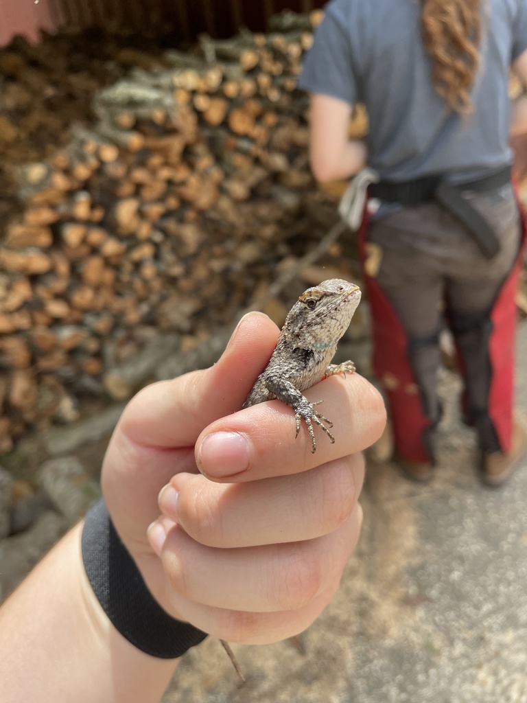 Eastern Fence Lizard from Lee Memorial Dr, Angie, LA, US on March 23 ...