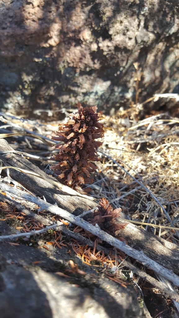 Chaparral Broomrape (Aphyllon tuberosum) - Botanical Realm