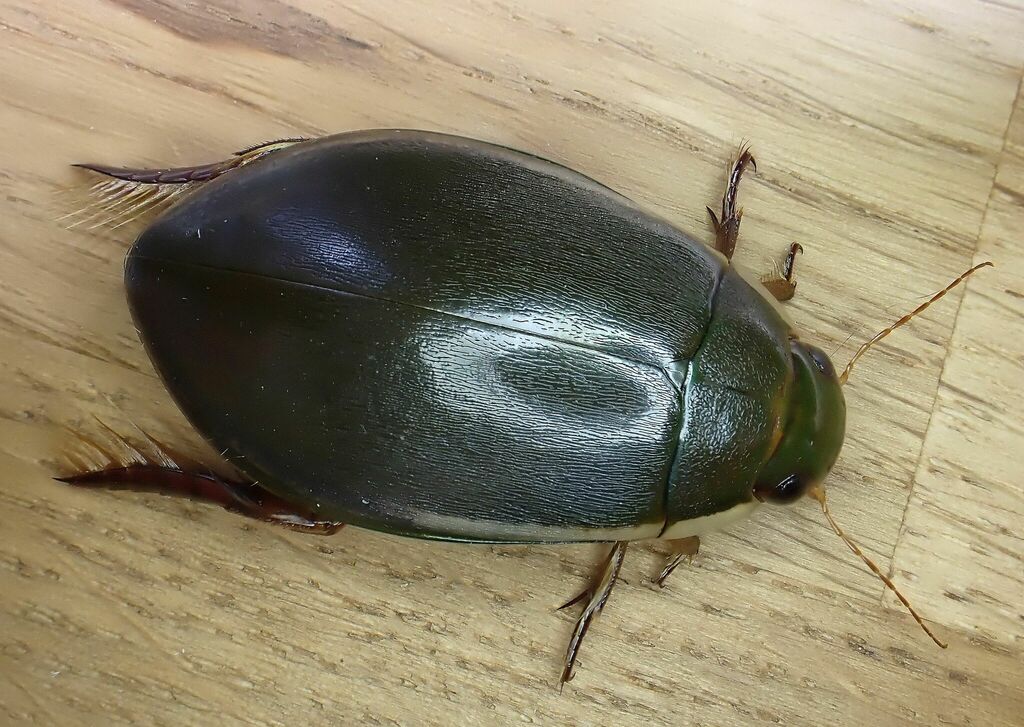peardrop beetle from Meiderich/Beeck, Duisburg, Deutschland on March 23 ...