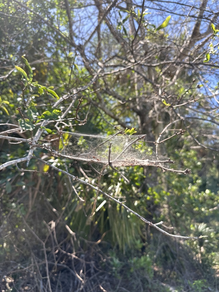 Spiders from Riverbend Park, Jupiter, FL, US on March 23, 2023 at 02:20 ...