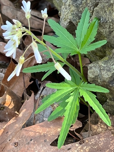 cut-leaved toothwort from Albemarle County, VA, USA on March 23, 2023 ...