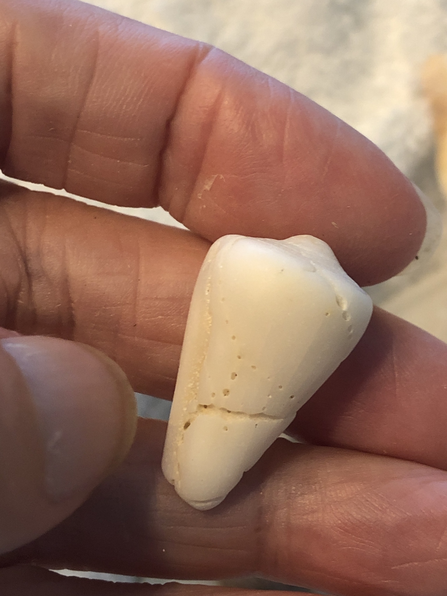 Conus daucus Hwass, 1792