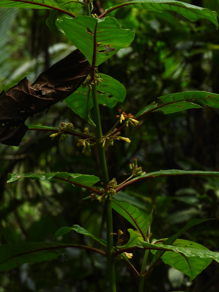 flowering plants from Los Monos, San Agustín, Huila, Colombia on March ...