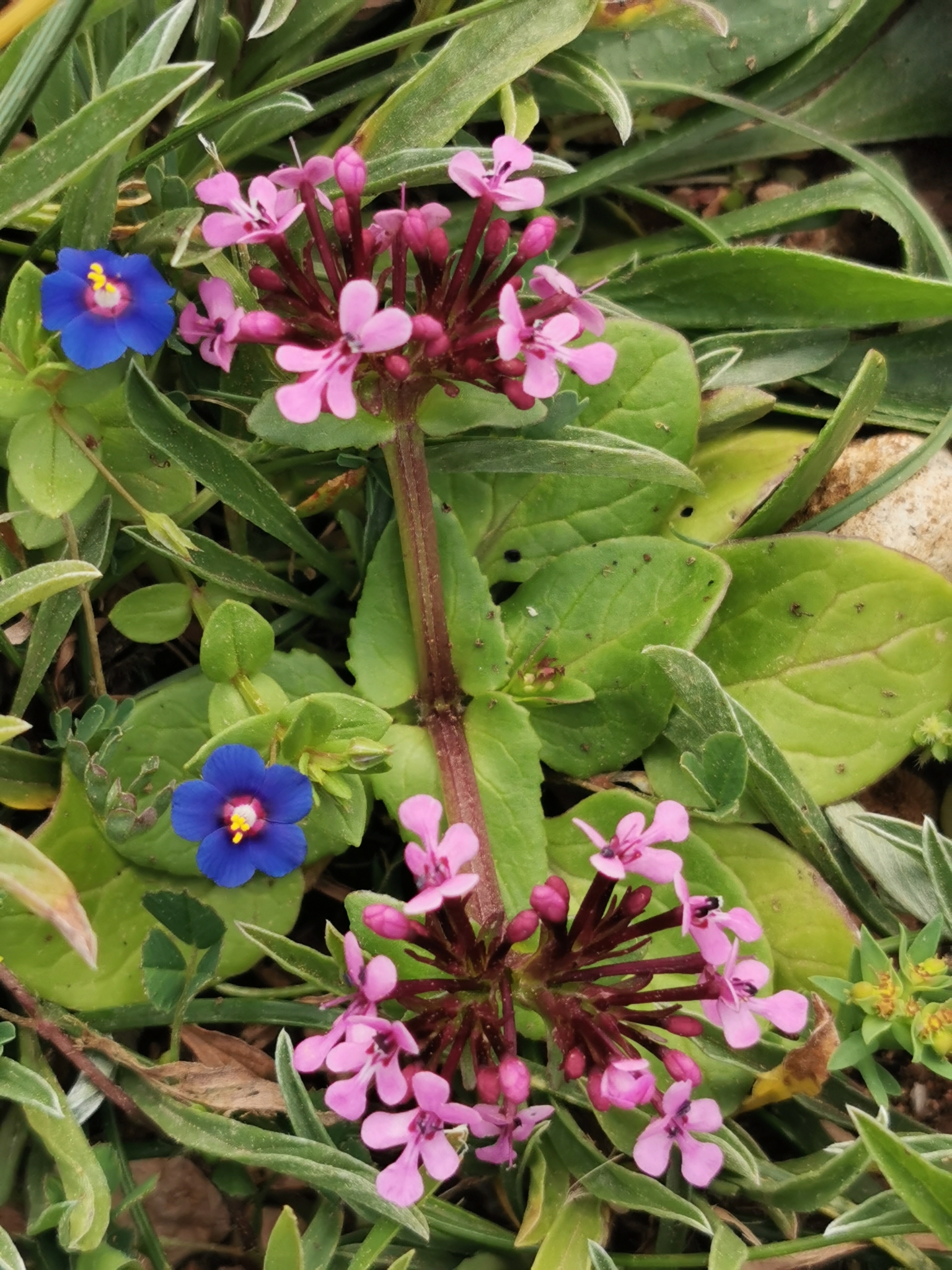 Fedia graciliflora Fisch. & C.A.Mey.