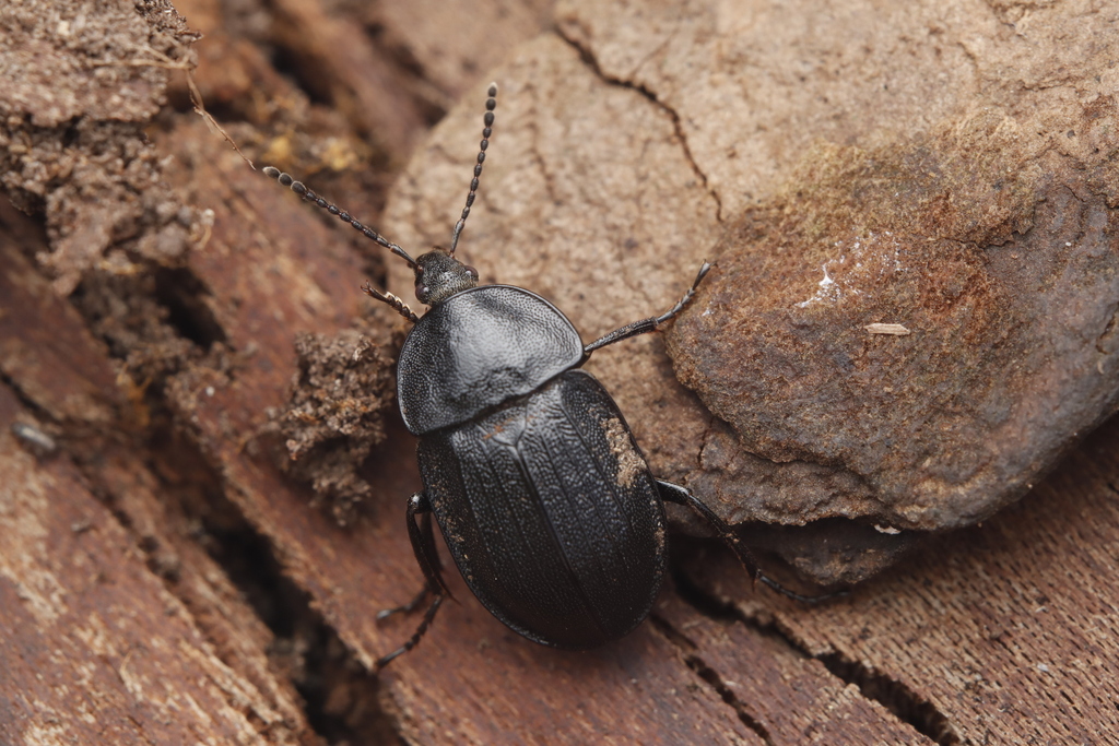 Black snail beetle from Beuel, Bonn, Germany on March 23, 2023 at 04:23 ...