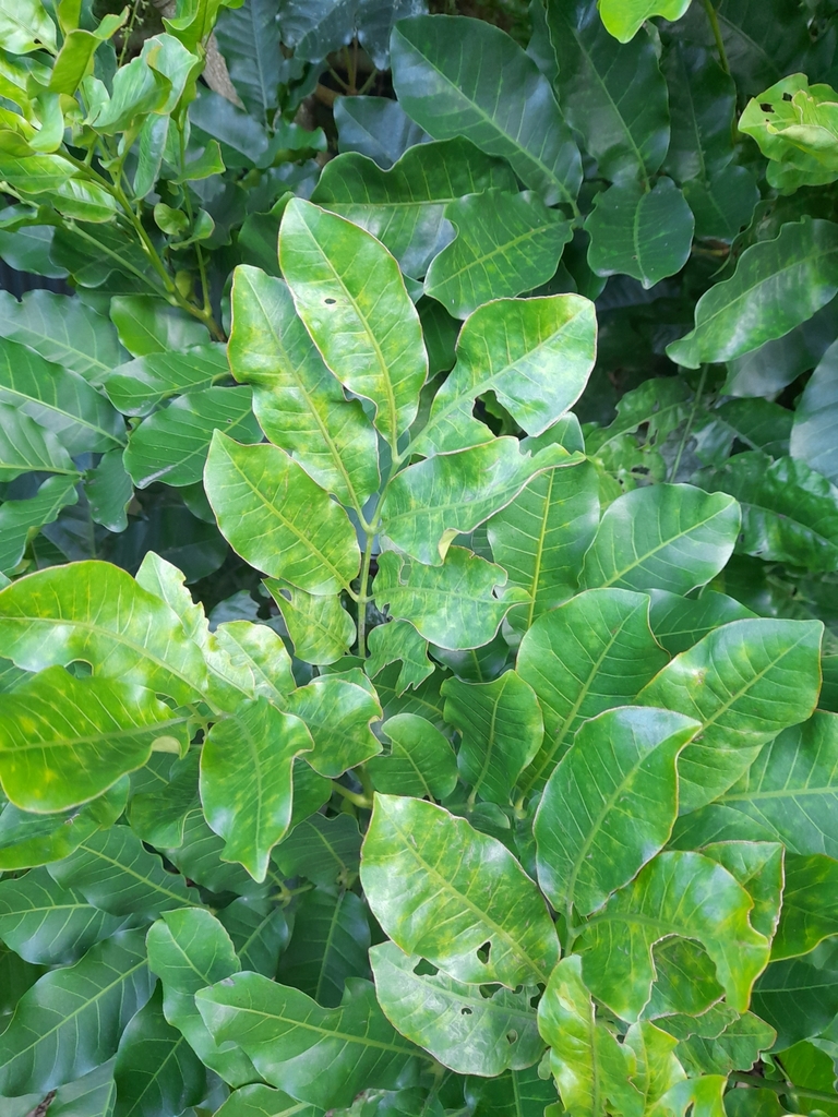 Kohekohe from Waikanae 5036, New Zealand on March 24, 2023 at 08:06 AM ...