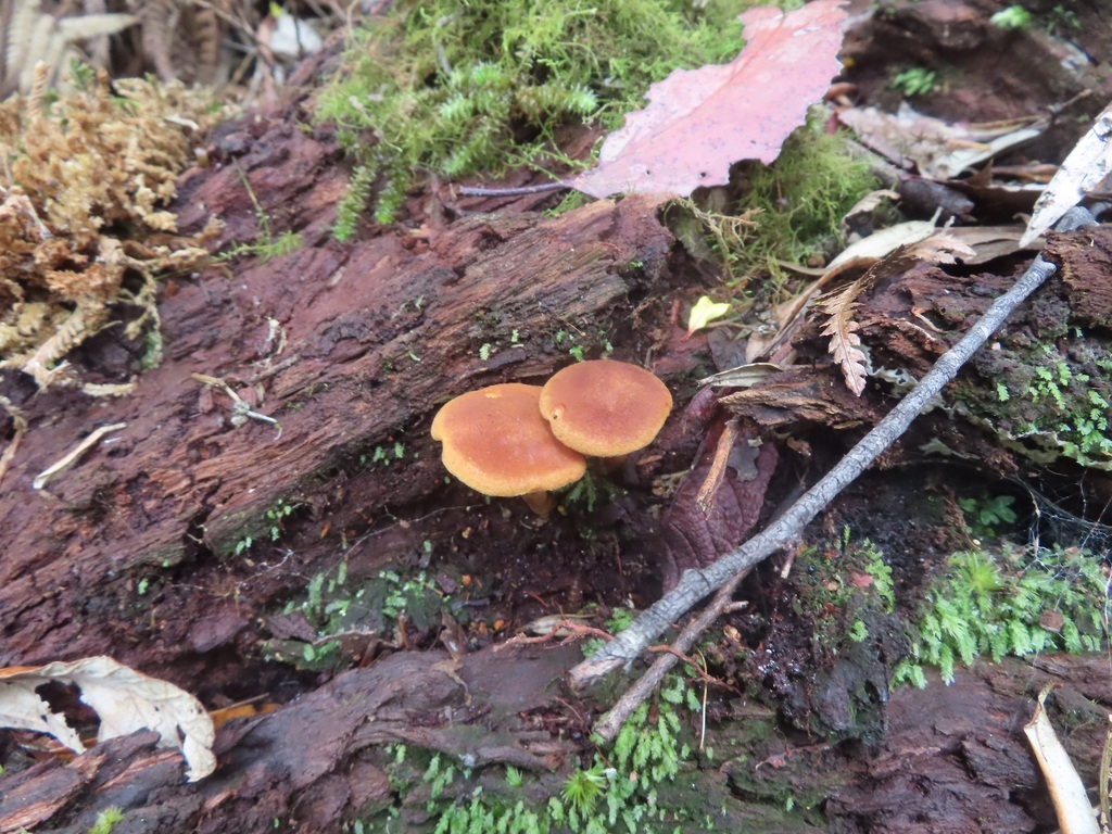 Fungi Including Lichens from Mount Field TAS 7140, Australia on March ...
