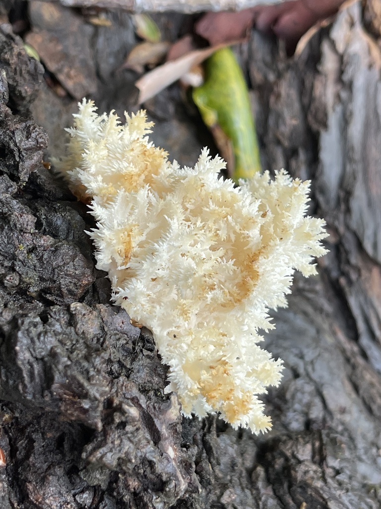 Coral tooth fungus from Vasona Lake County Park, Los Gatos, CA, US on ...
