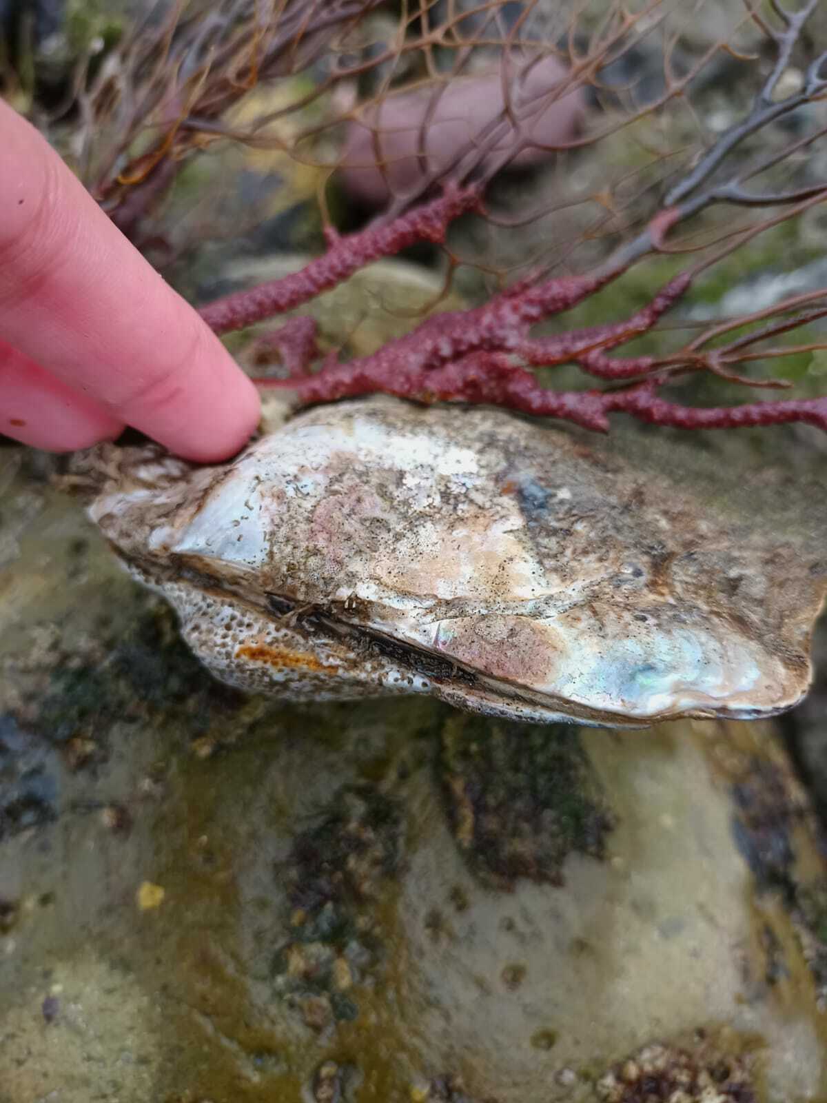 Pteria sterna (Gould, 1851)