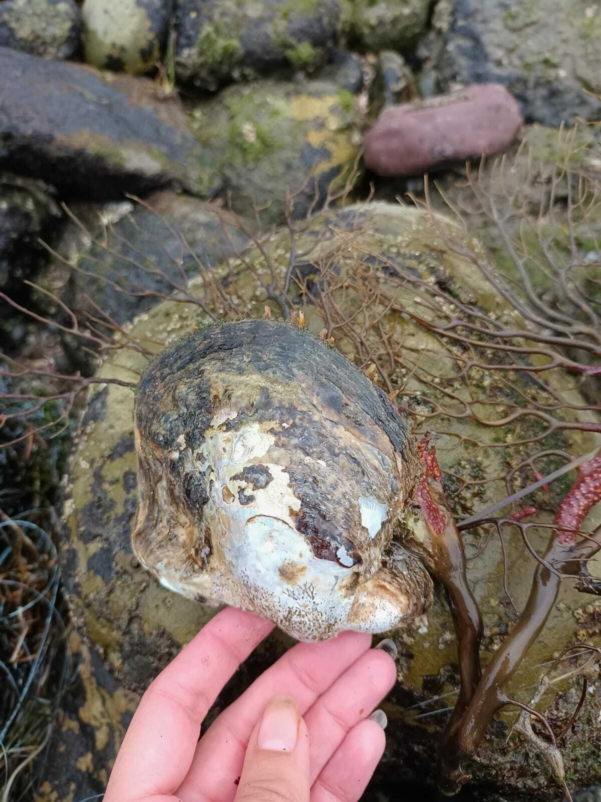 Pteria sterna (Gould, 1851)