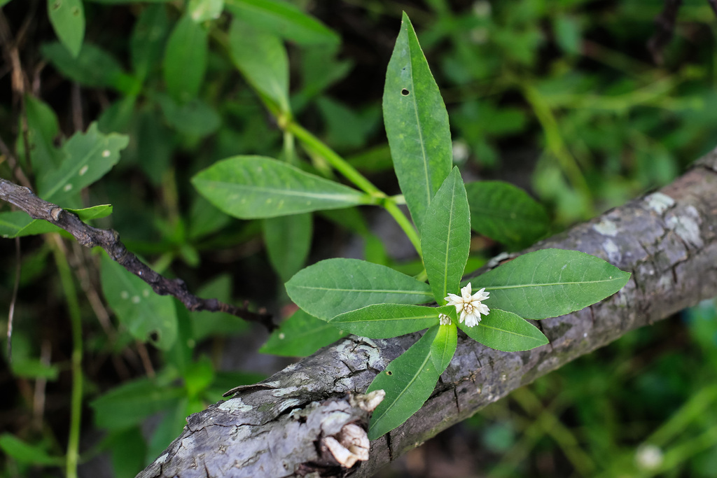 Alligatorweed (Alternanthera philoxeroides) - Botanical Realm