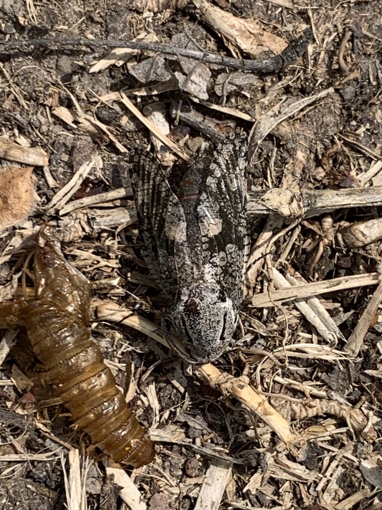 Carpenterworm Moth from Winding Creek Rd, Dallas, TX, US on March 23 ...