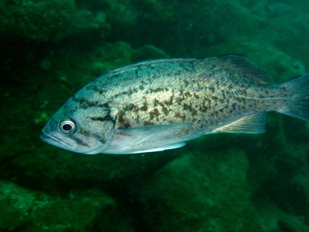 Deacon rockfish (RCA monitoring annotation species ID guide) · iNaturalist
