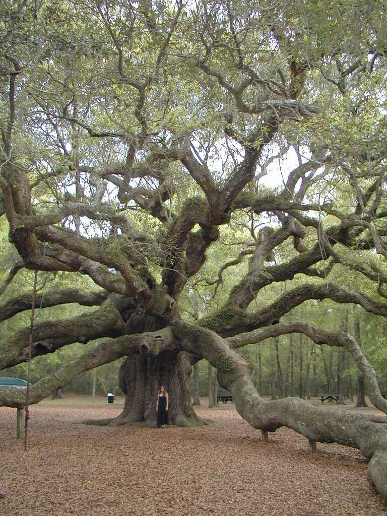 southern live oak (Quercus virginiana) - Botanical Realm