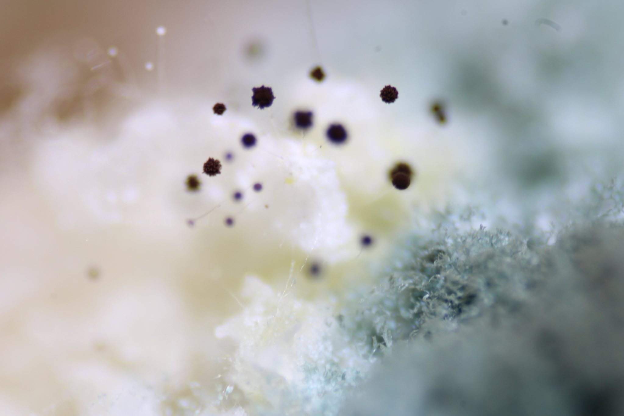 Rhizopus stolonifer (Ehrenb.) Vuill.