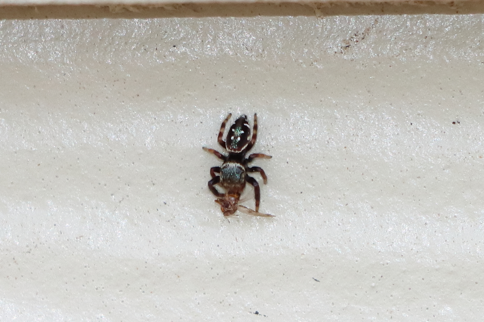 Paraphidippus F.O.Pickard-Cambridge, 1901