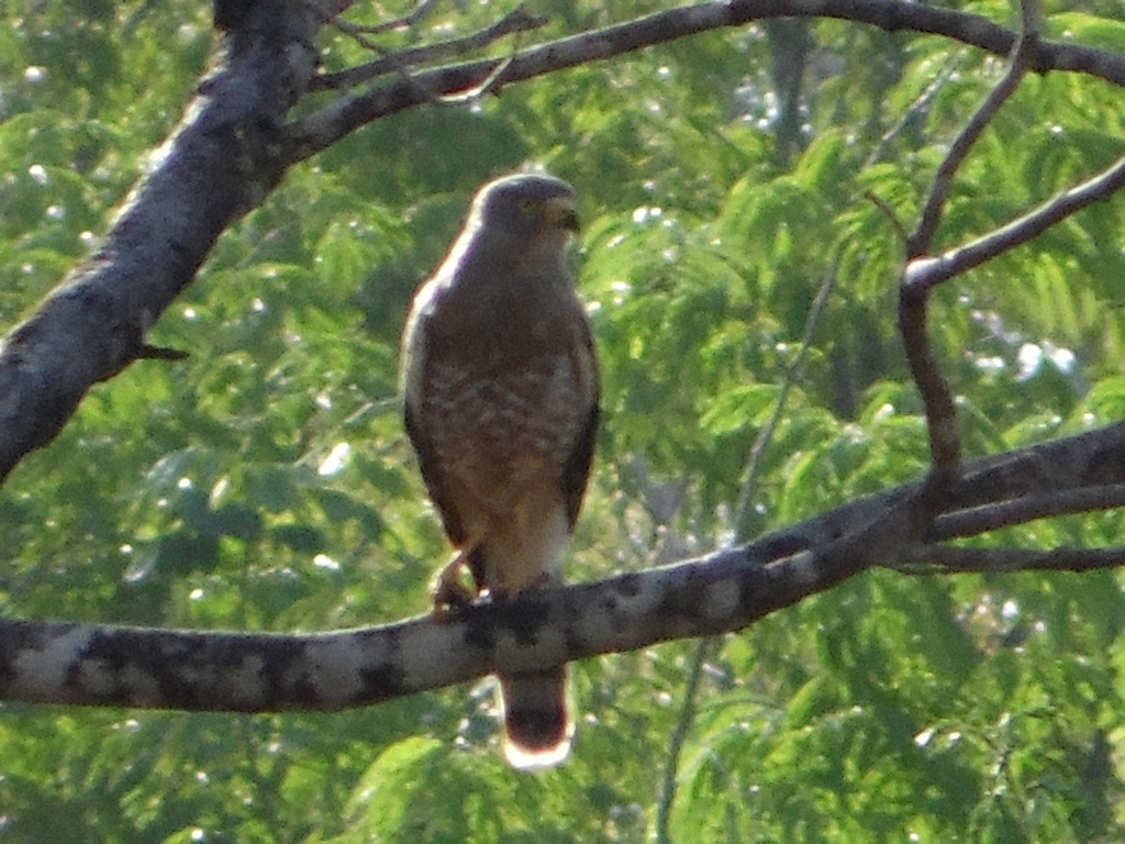 Roadside Hawk from Champotón, Camp., México on May 16, 2014 at 06:37 PM ...