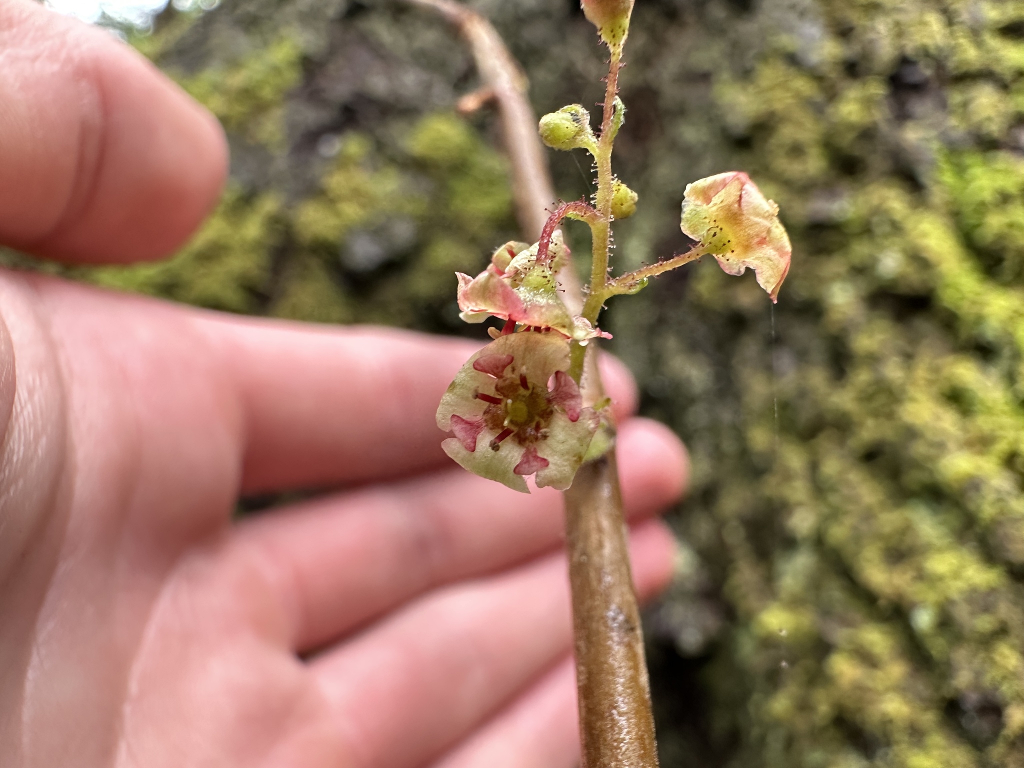 Ribes laxiflorum Pursh