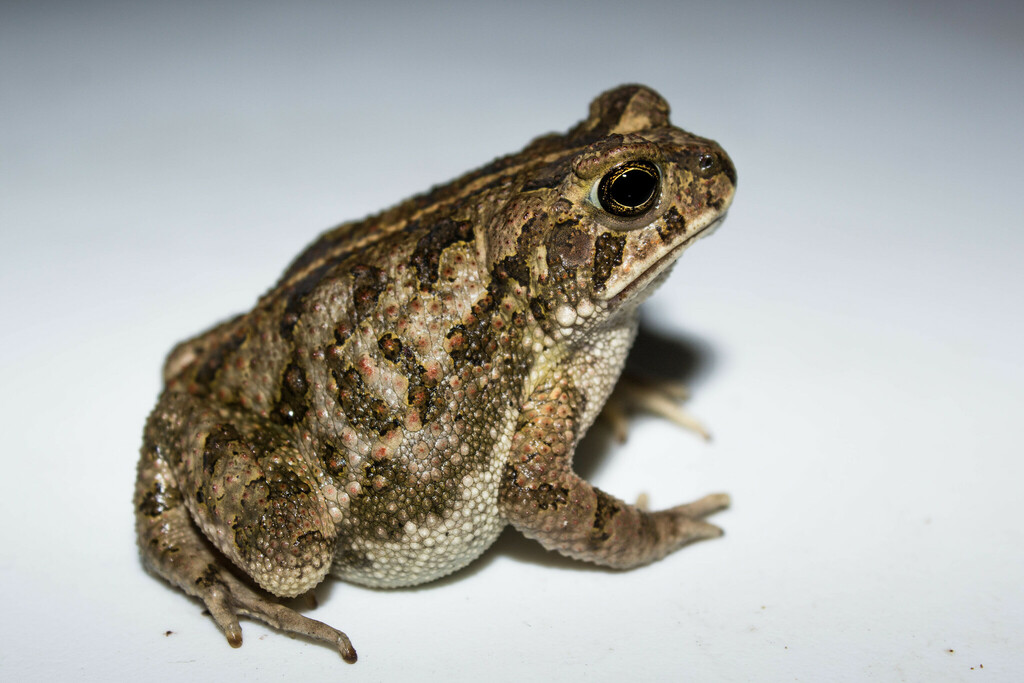 confusing toad from La Huacana, Mich., México on September 21, 2019 at 08:57 AM by betorquato ...