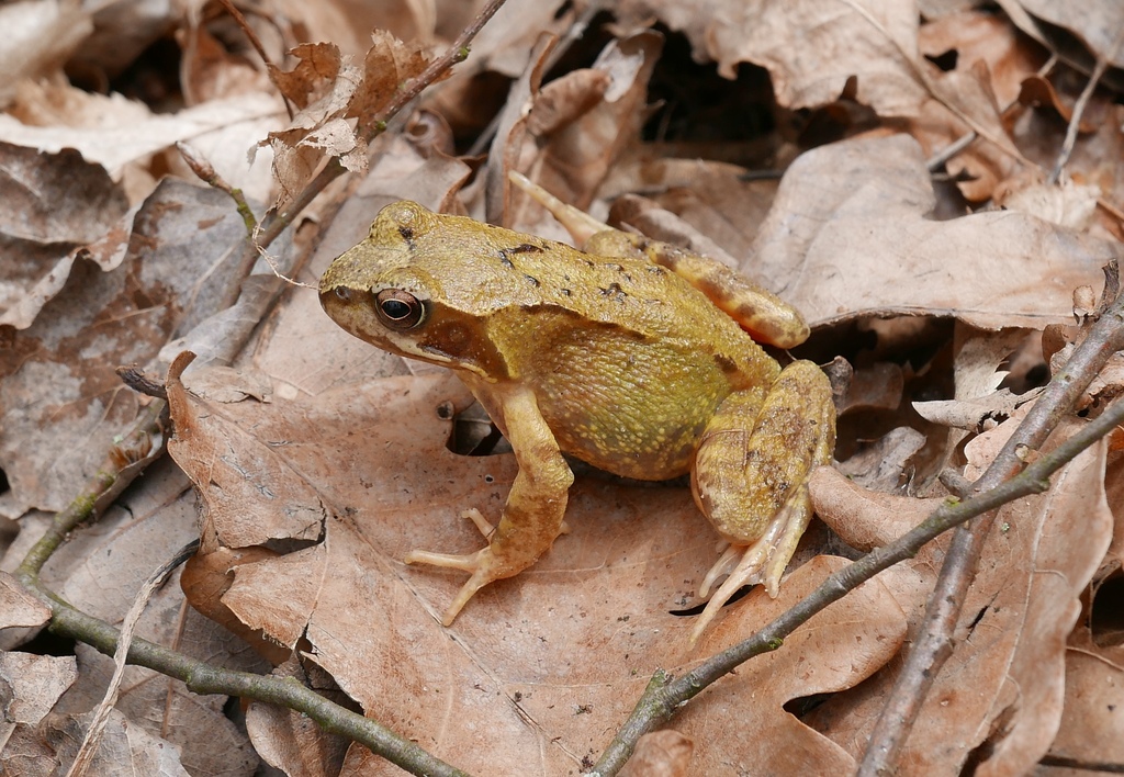 European Common Frog from Powiat lipski, Polska on March 23, 2023 at 12 ...