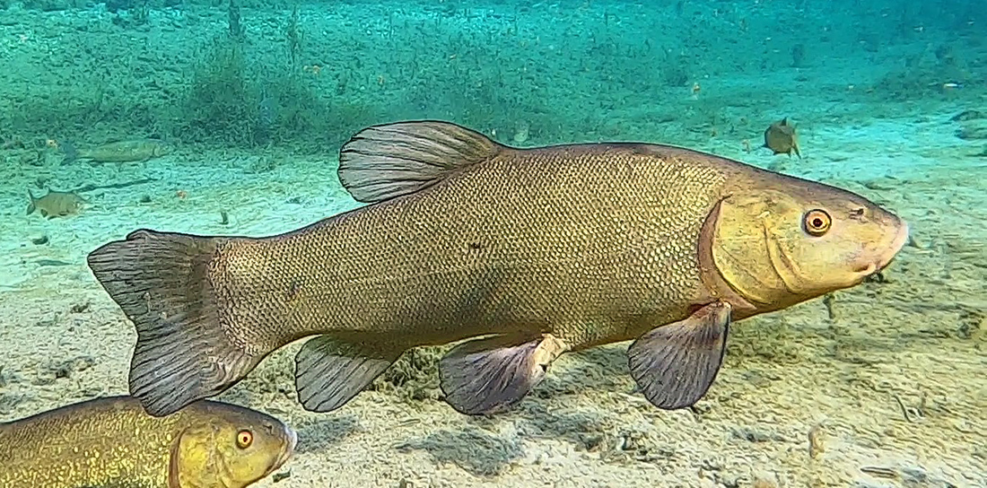 Tinca tinca (Linnaeus, 1758)