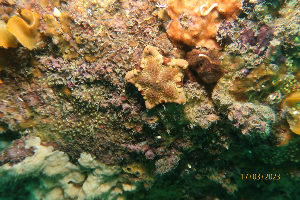 Common Biscuit Star from Rapid Bay jetty on March 17, 2023 at 02:36 PM ...
