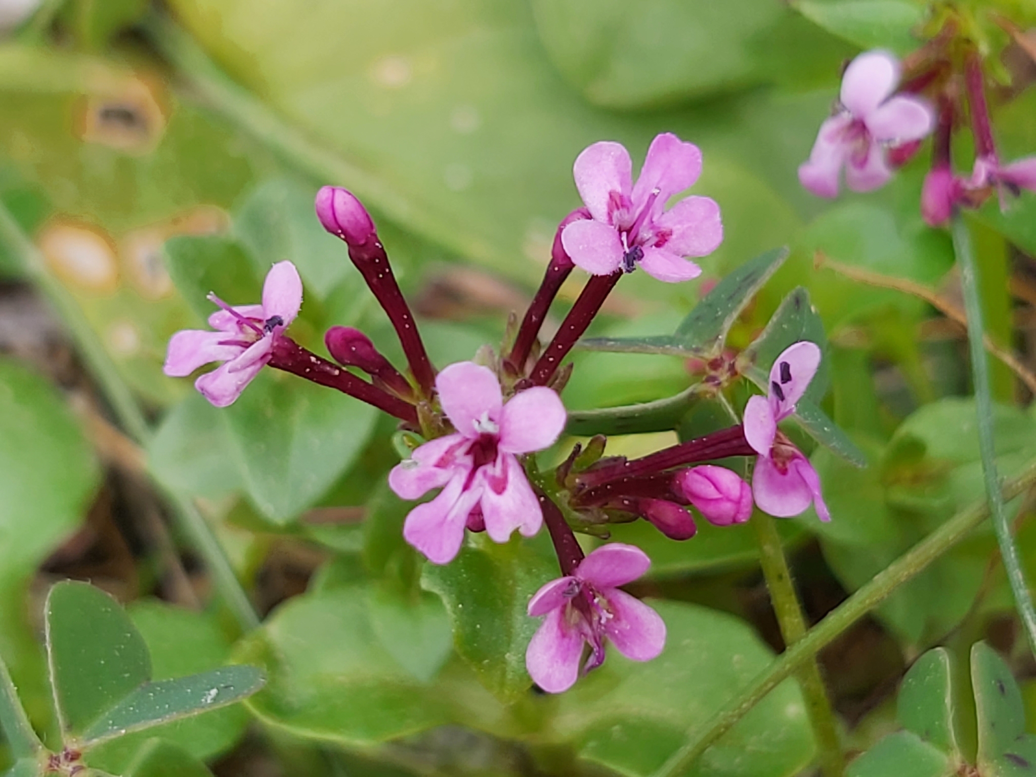 Fedia graciliflora Fisch. & C.A.Mey.