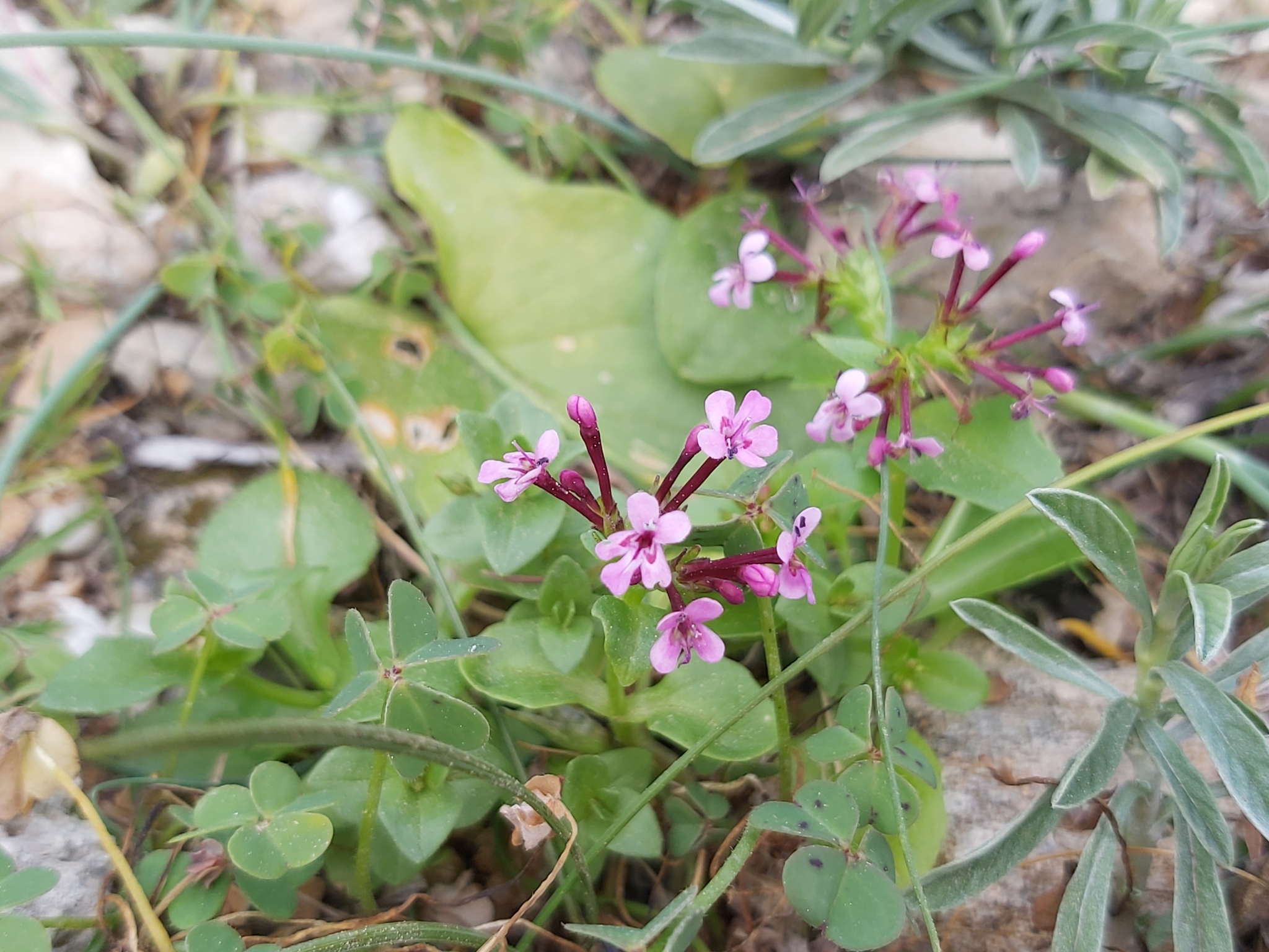 Fedia graciliflora Fisch. & C.A.Mey.