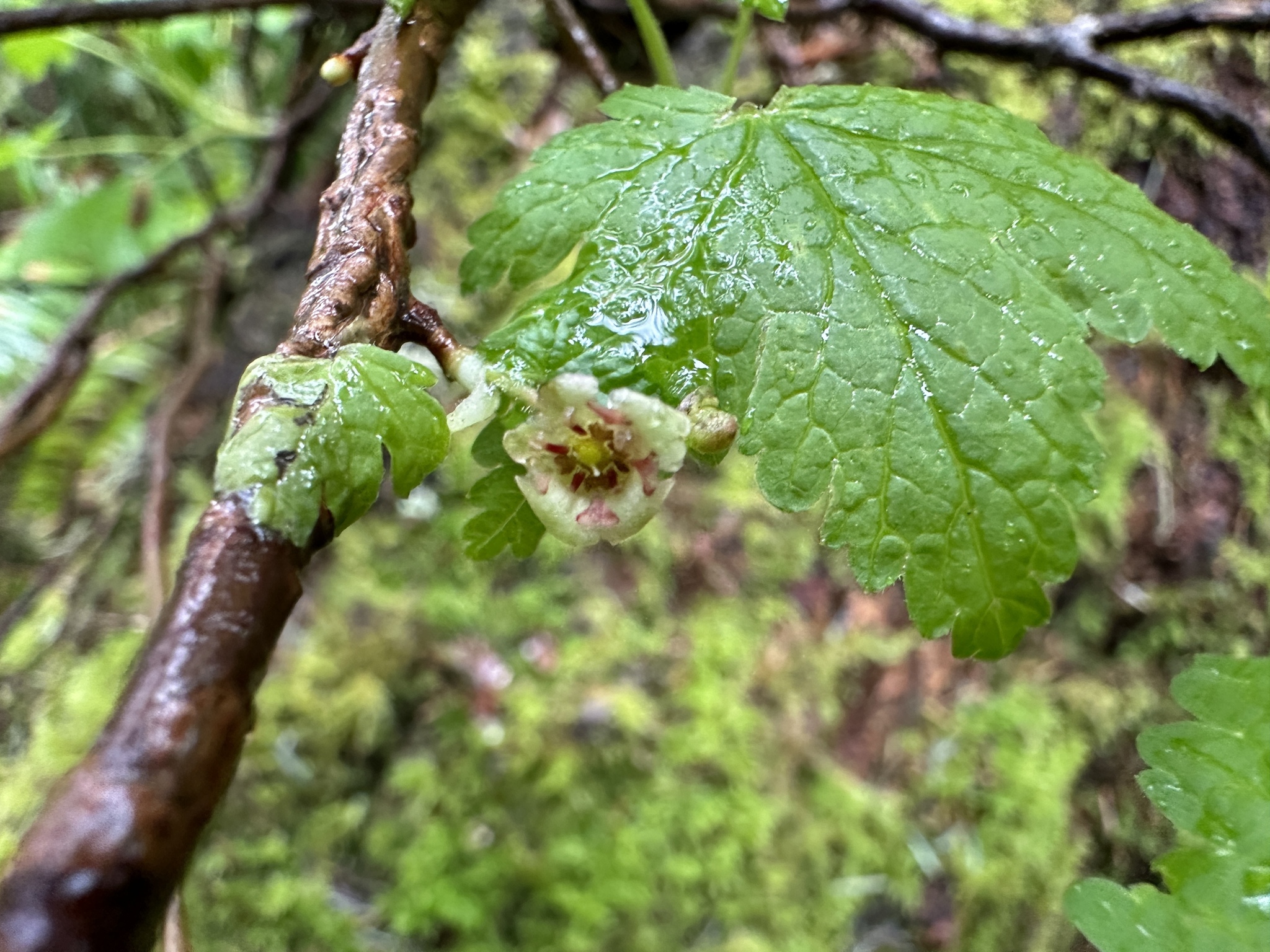 Ribes laxiflorum Pursh