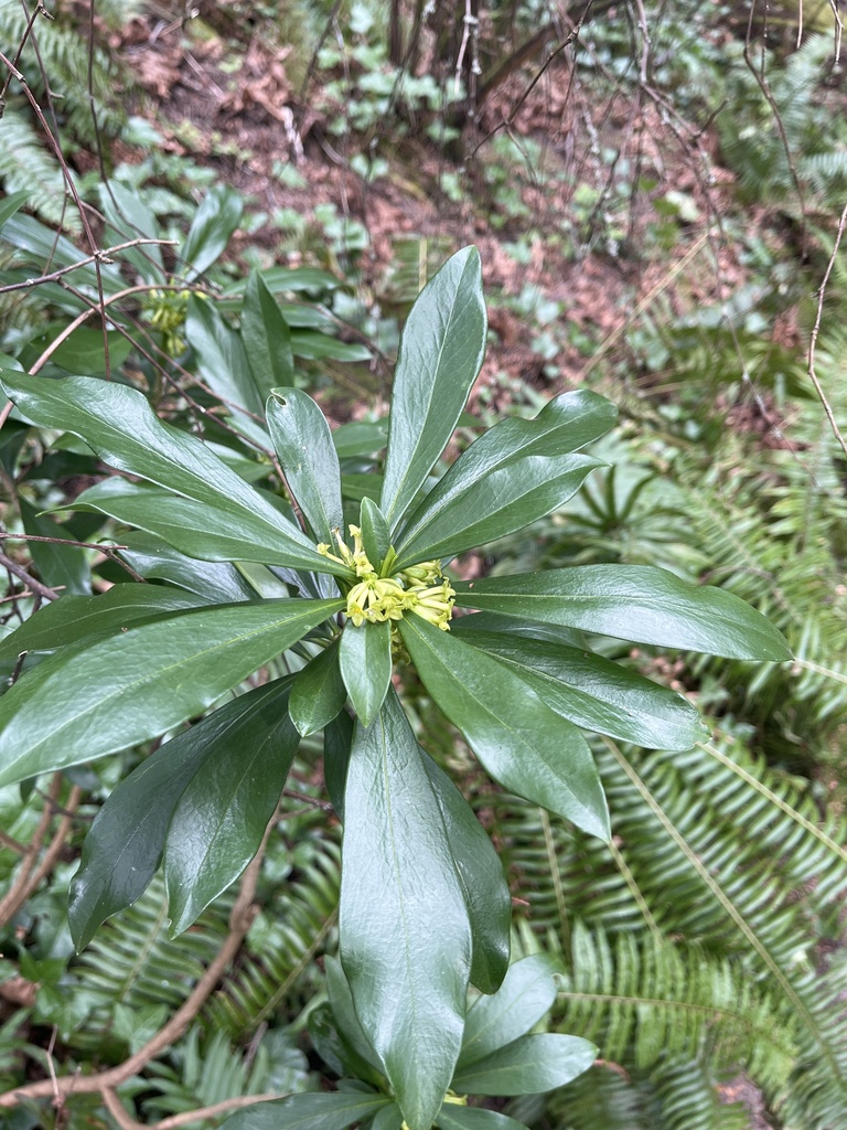 Spurge-laurel from Mystic Vale, Oak Bay, BC, CA on March 23, 2023 at 01 ...