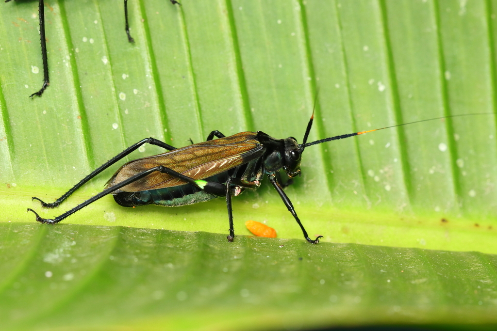 Scaphura nigra from Parque do Estado, São Paulo - SP, Brasil on March ...
