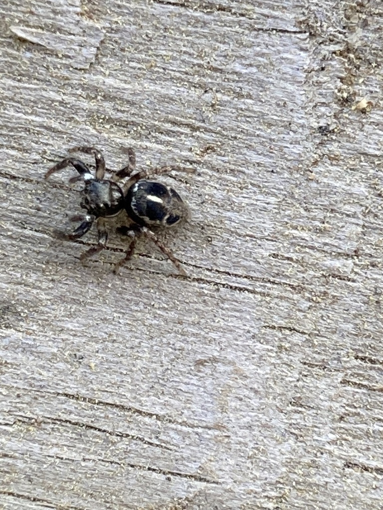Twin-flagged Jumping Spider from Commodore Dr, Livingston, TX, US on ...