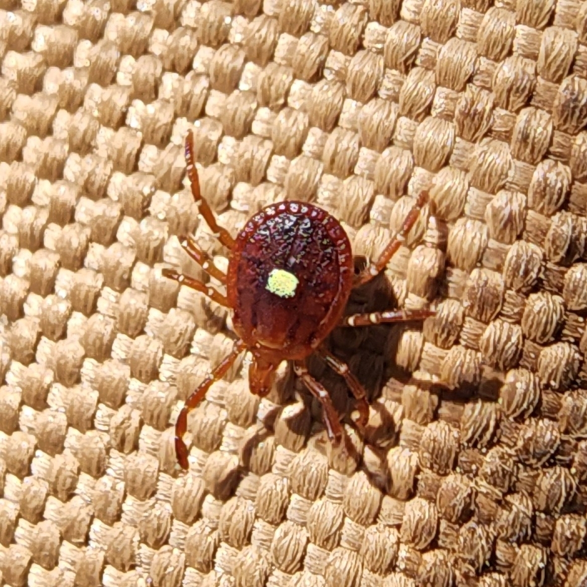 Amblyomma americanum Linnaeus, 1758