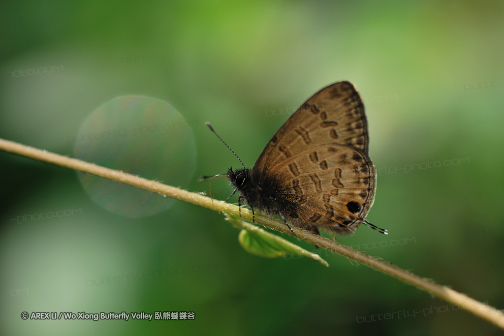 Bhutya Lineblue from Tambunan, Sabah, Malaysia on April 4, 2010 at 09: ...