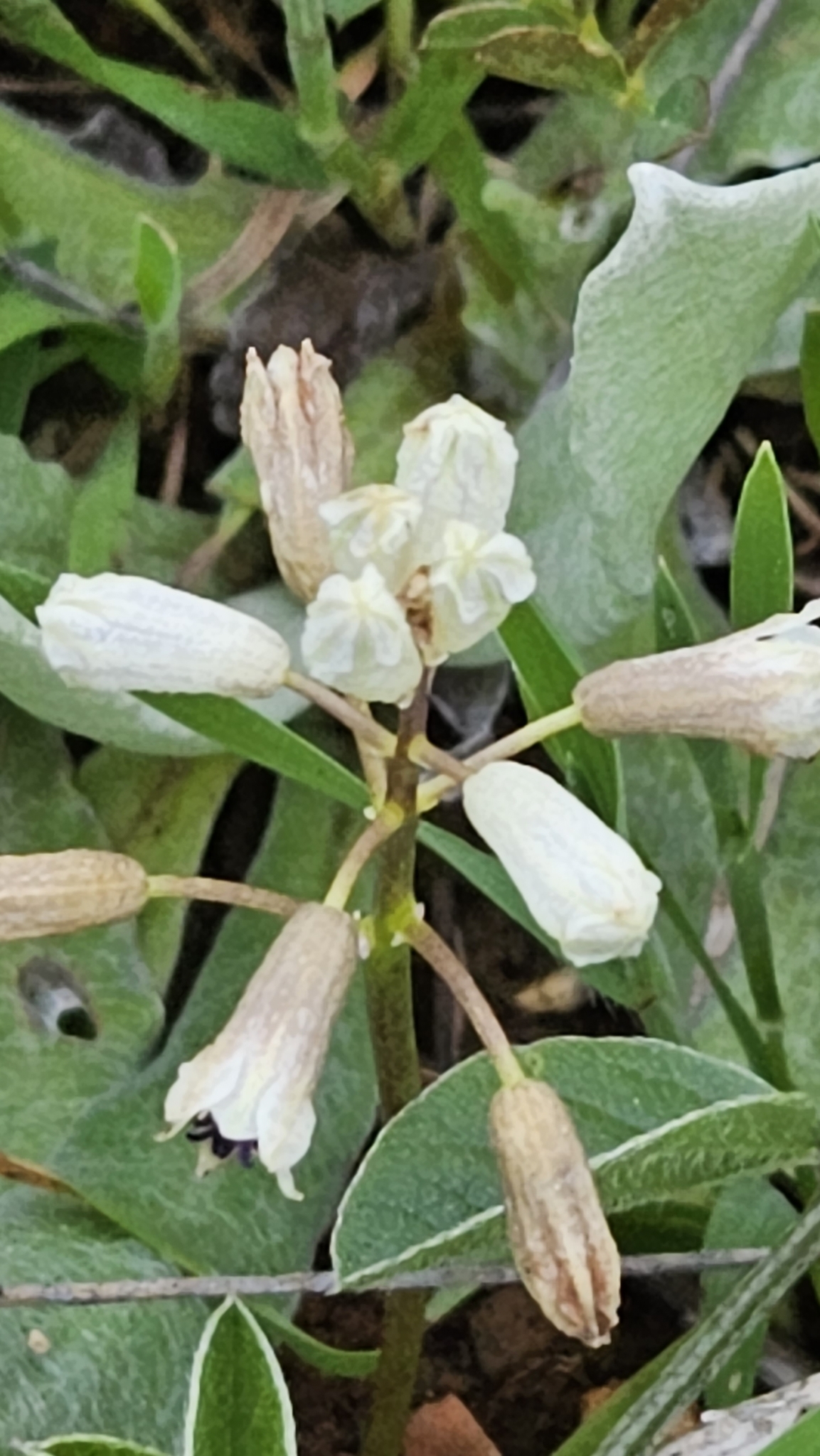 Bellevalia flexuosa Boiss.